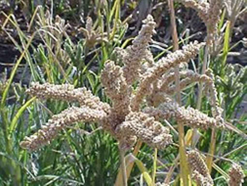 6 Wonderful Benefits of Ragi: Why You Must Include Finger Millets in ...