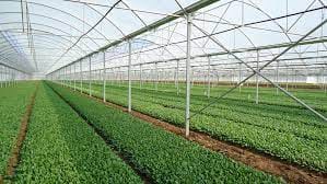 How Polyhouse Farming changed the life of Kushendra Singh, a farmer ...
