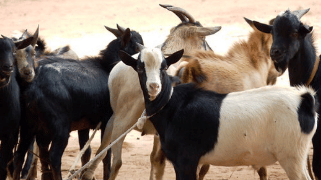 10 Most Demanding Goat Breeds for Milk and Meat in India