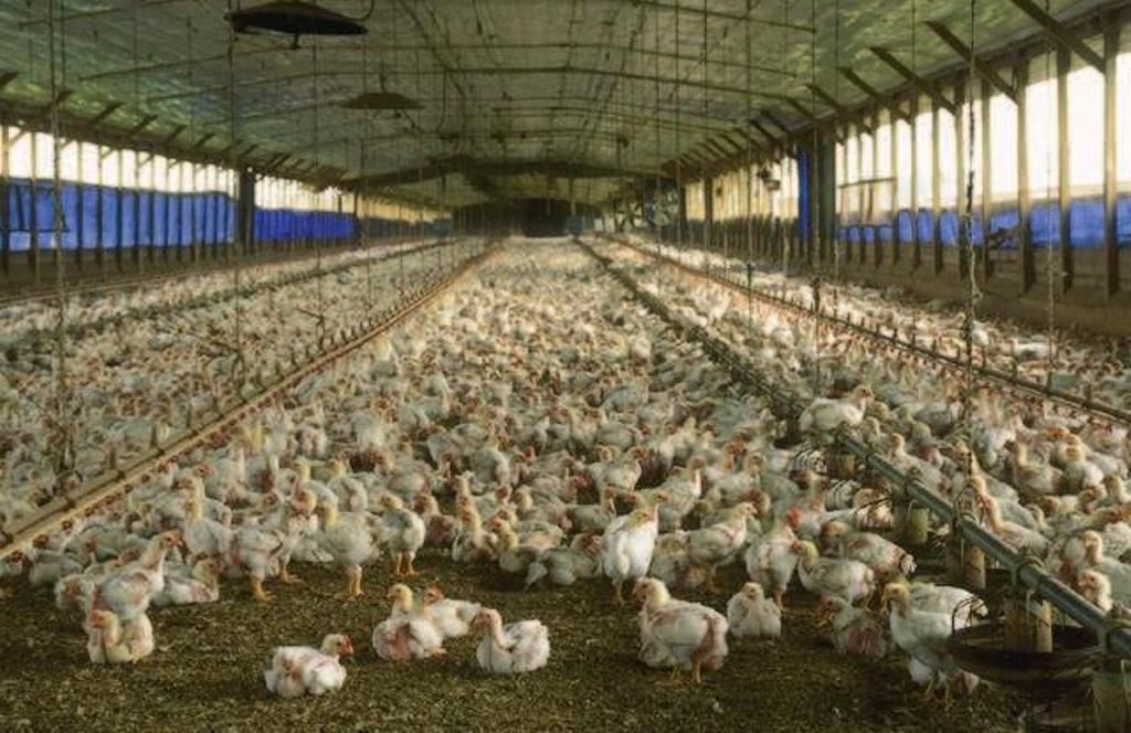 Poultry Housing: Types, Equipment, Construction And Much More