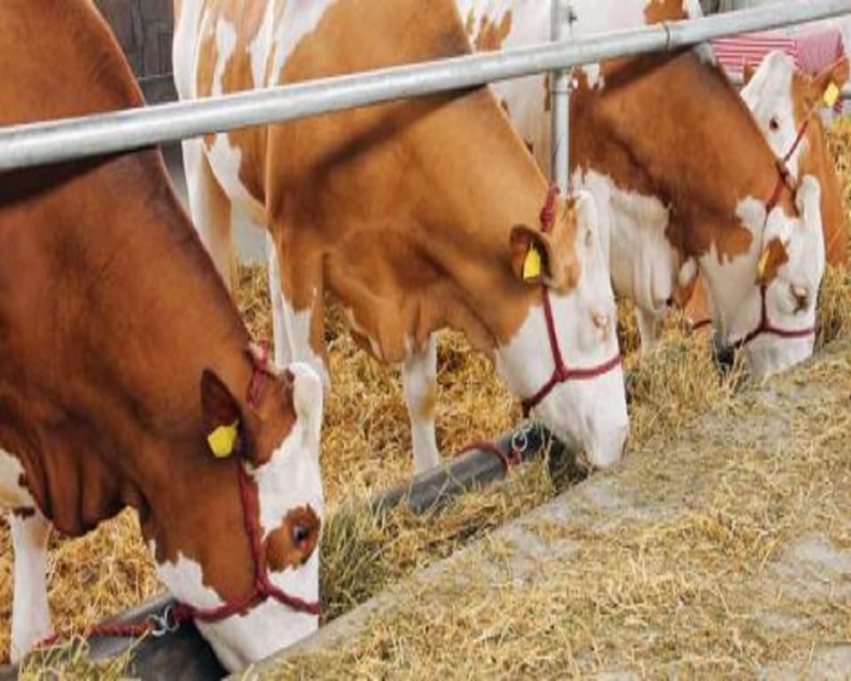 How to prevent Mastitis in Cow?