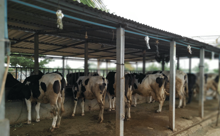 Small Dairy Farm Layout