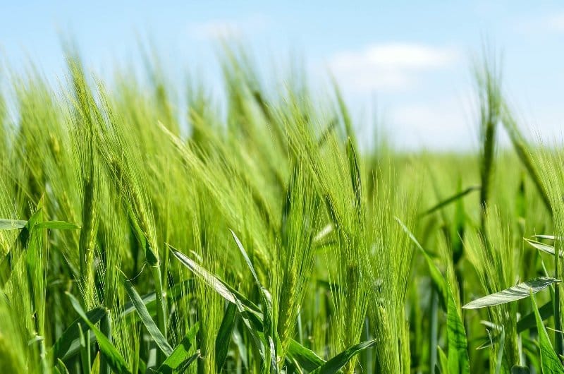 Barley Cultivation: Basic Guide for Beginners