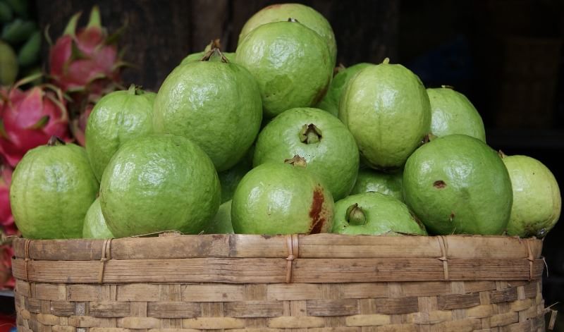 Guava Cultivation: A Complete Guide for Beginners