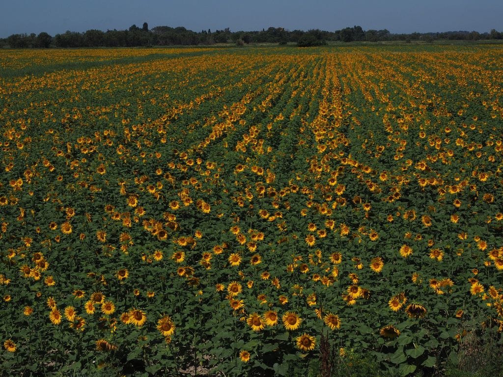 Why Zaid Season is Important for Farmers