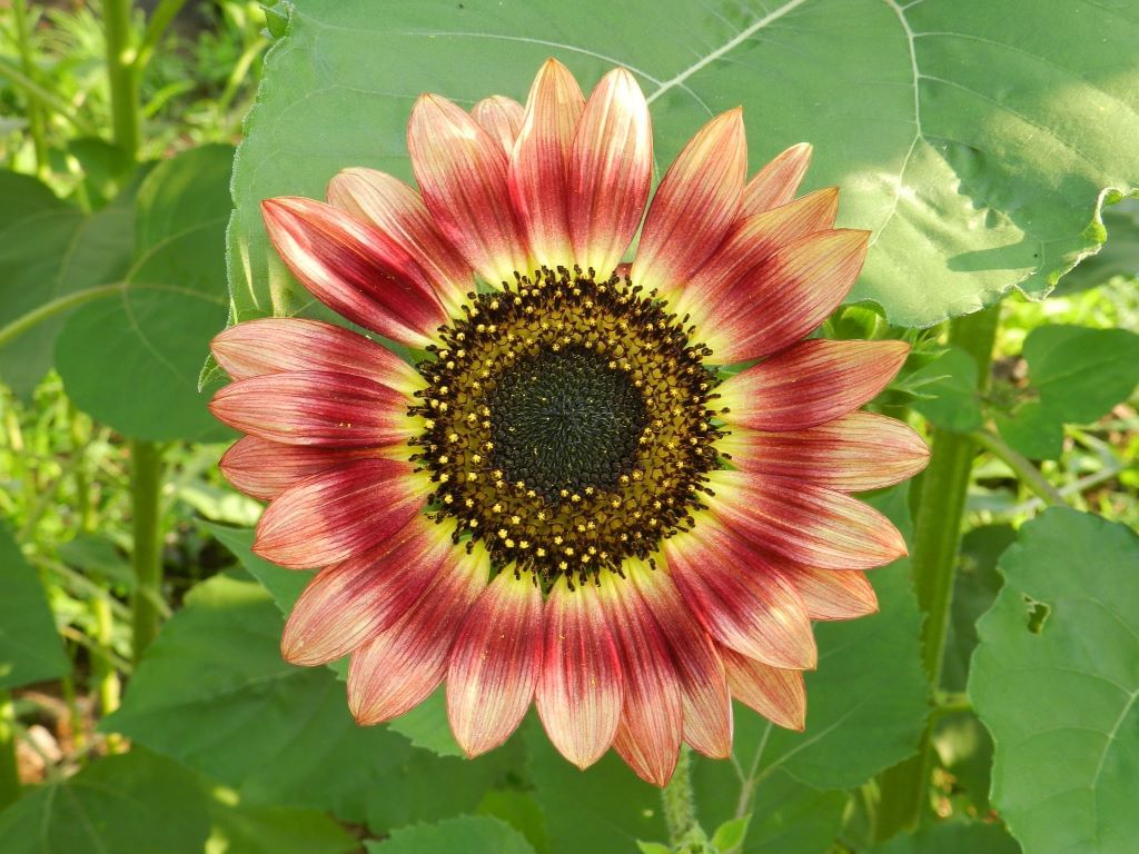 5 Exotic Colored Sunflowers You May Have Not Seen Before