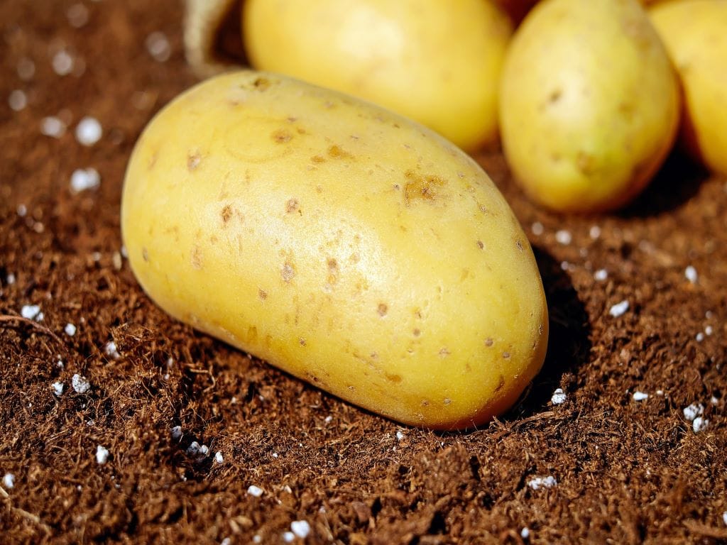 10 Highly Nutritious Roots and Tuber Vegetables in India