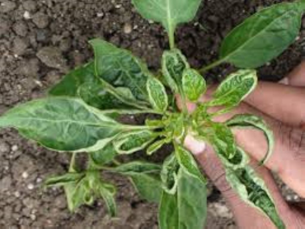 What is Leaf Curl Disease? What are its Symptoms?