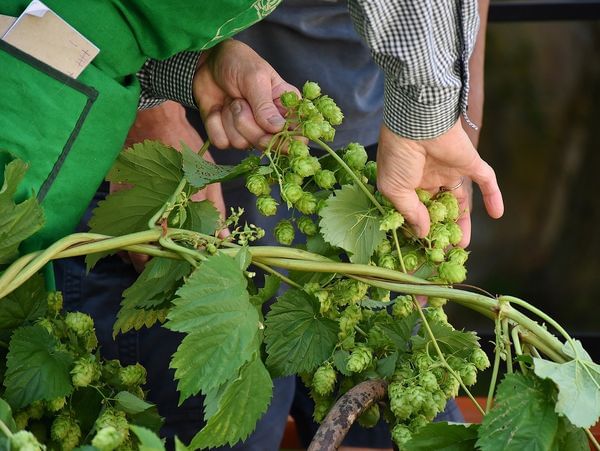 Hop-Shoots Cultivation: How to Grow World’s Costliest Crop in Indian ...