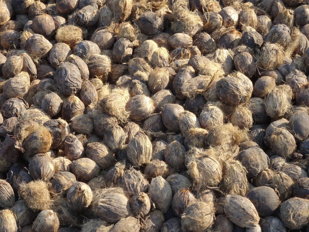 White Areca nut Price Reaches Rs. 500 per kg; Know More about This ...