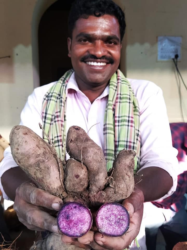 Purple Yam: The Show Stopper of Tuber Mela; an Excellent Source of ...