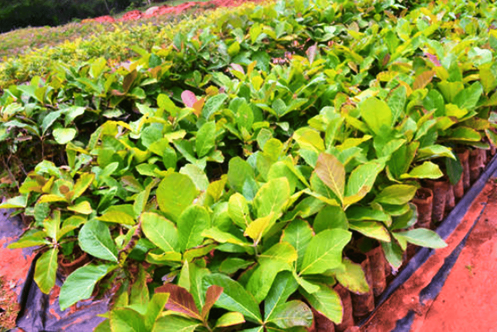 3 Most Profitable Plants to Grow