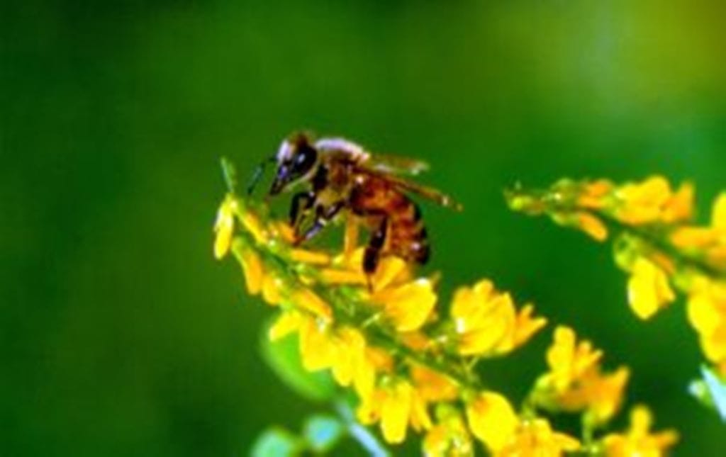 USA National Honey Board on February 18, 2016