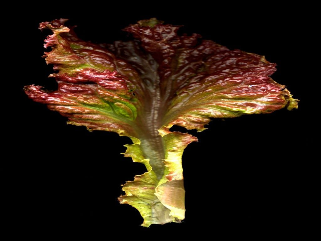 Astronauts Grow Lettuce in International Space Station Successfully