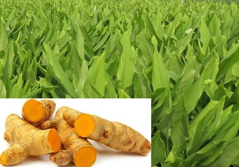 Karnataka University invents environment-friendly and quick method to ...