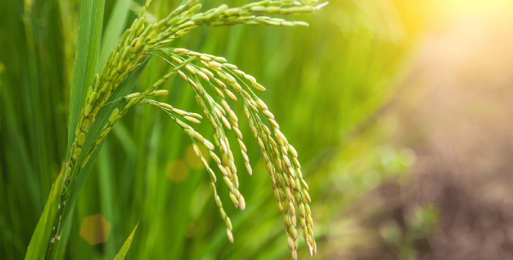 What is NABARD? What Are Its Functions?