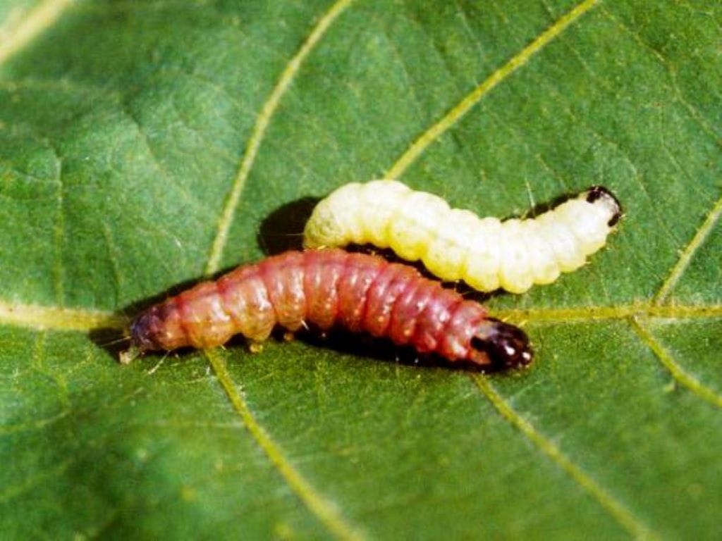 How to Fight Pink Bollworm in Cotton? Follow These 14 ICAR-CICR ...