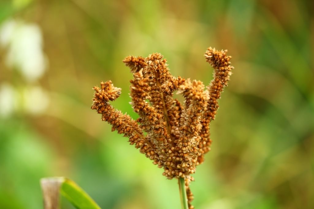 Explore the Benefits of the Wonder Grain “Ragi” with Niche Agriculture ...