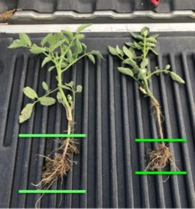 KeyPlex 120: A New Approach to Nutrition