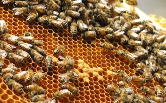 Bee Farming Becoming the Foundation of Sweet Revolution & Boosting ...
