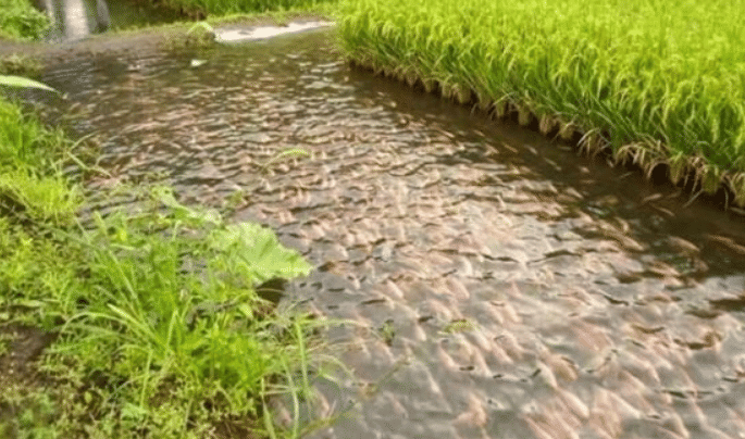 Rice-cum-Fish Farming: A Complete Guidance