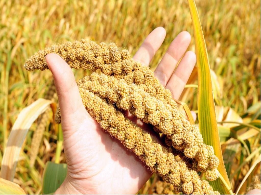 Millet Production : One of the most important ways to solve ...