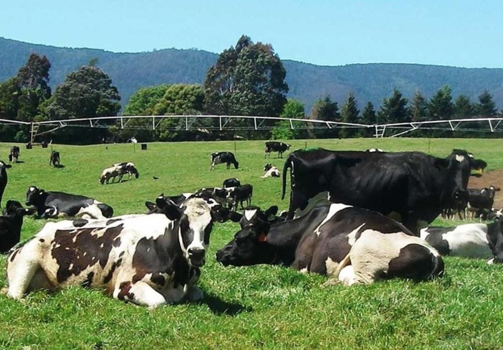 Animal Health and Environment: Potential Challenges