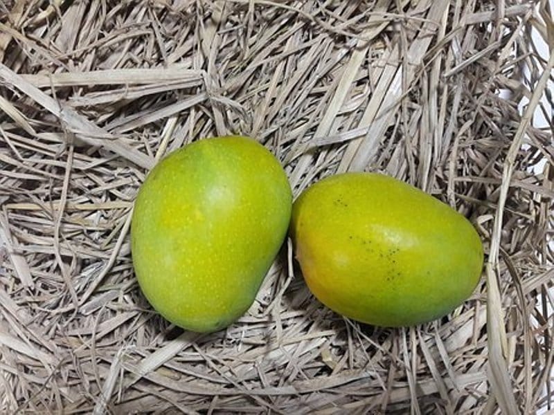 Buying the ‘Real Alphonso’ Now Made Easier: the GI-Tagged Indian Mango ...
