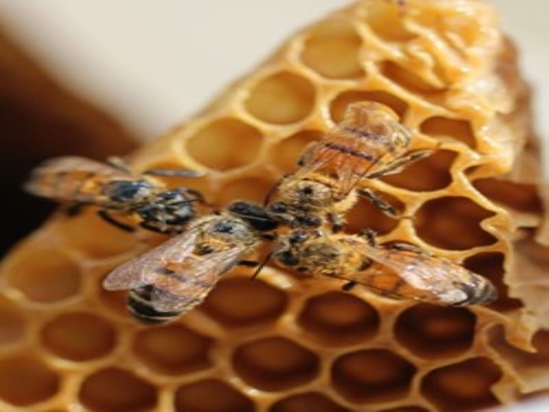 Bees and Honey in the Three Monotheistic Religions