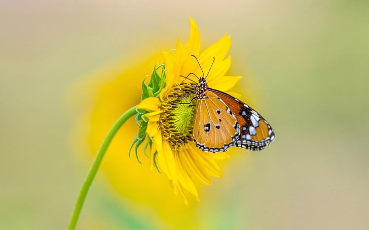 5 Ways to Help & Save Our Pollinators