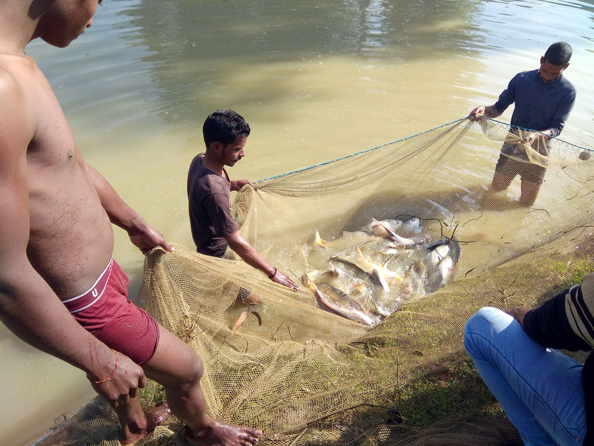 Why Summer Season is Favorable for Fish Farming: Know from the Expert