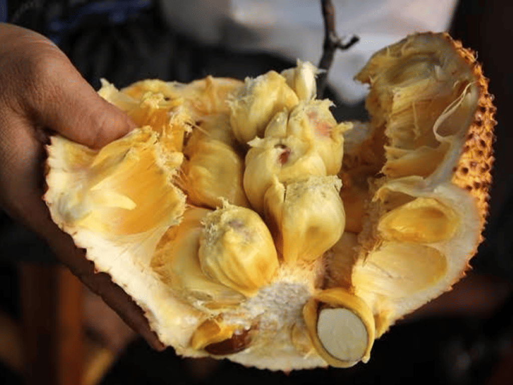 The Enormous Benefits of Cempedak