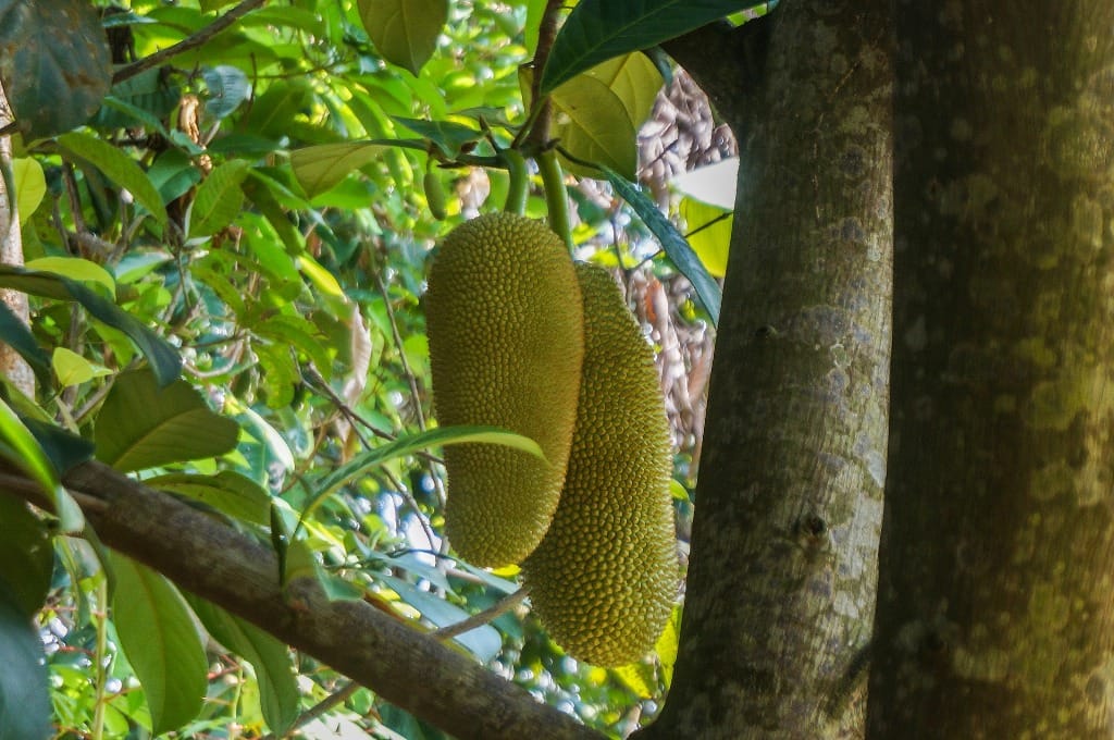 Beginner’s Guide to Cempedak Cultivation