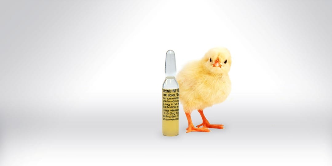 Boehringer Ingelheim India Launches VAXXITEK® HVT + IBD, Globally ...