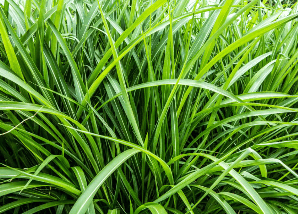 Uses and Benefits of Vetiver (Khus)