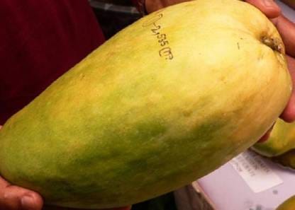 Noorjahan Mango Grown in Madhya Pradesh Costs up to Rs 1,000 Per Piece