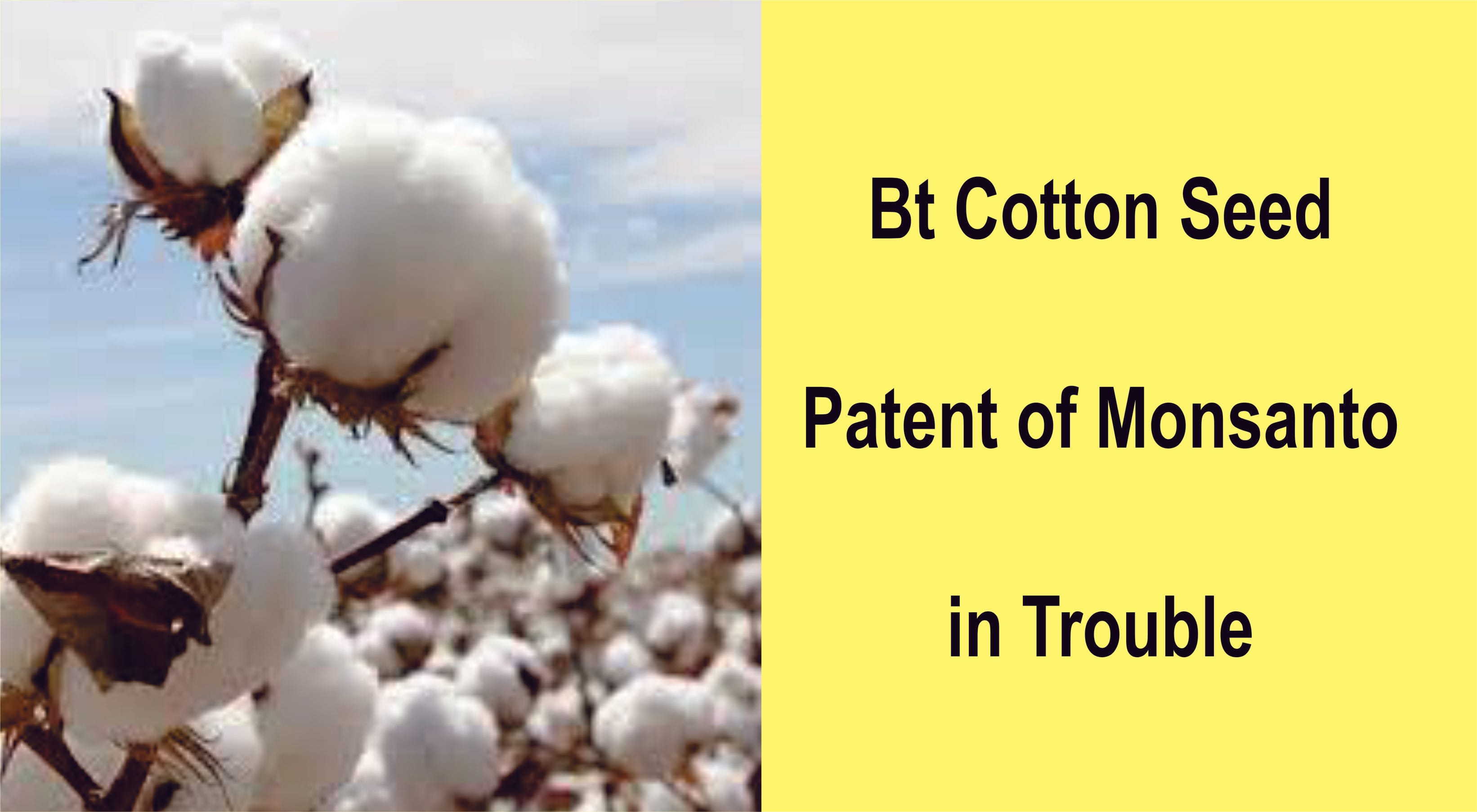 Bt Cotton Seed Patent of Monsanto in Trouble