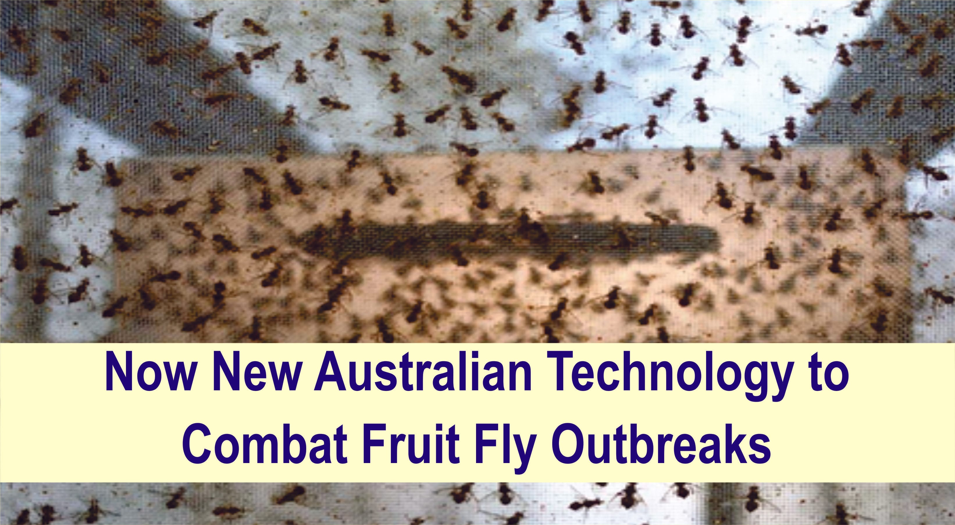 Now New Australian Technology to Combat Fruit Fly Outbreaks