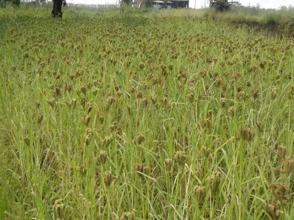 Ragi Cultivation Guide: Best Varieties, Sowing Process, Pest Control ...