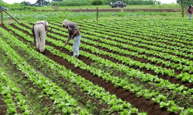 12 June 2021: Top Agriculture News of the Day