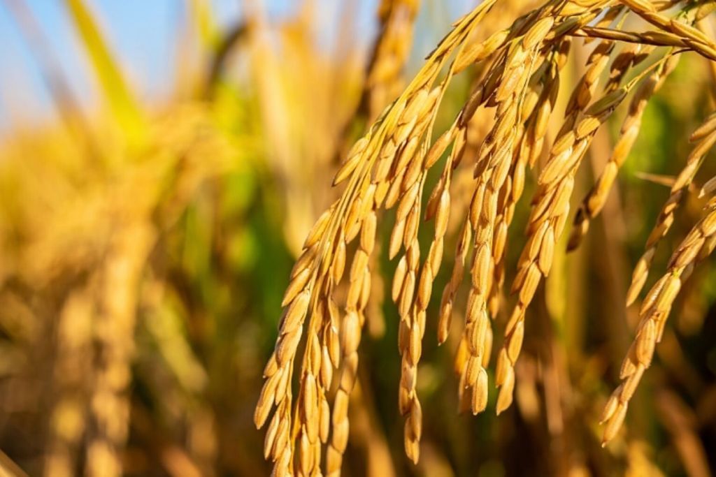 ICAR-Indian Institute of Rice Research Releases 4 New Varieties of Rice