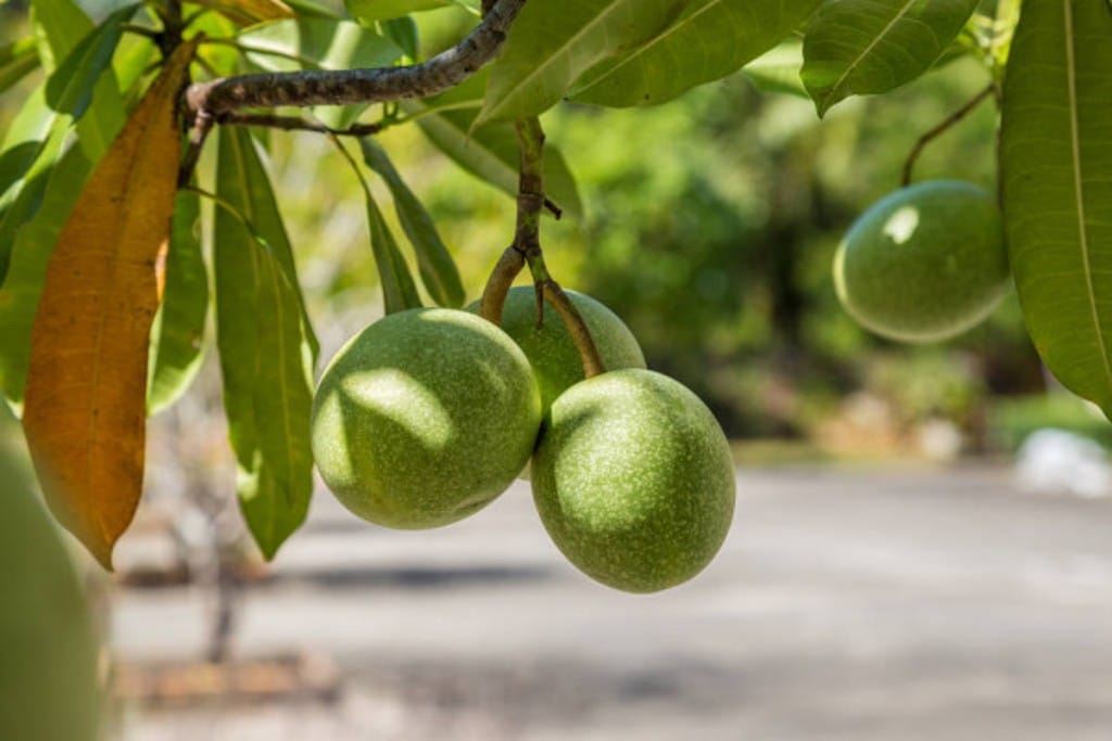 Amazing Health Benefits of Ambarella Fruit for Skin, Hair and Overall ...
