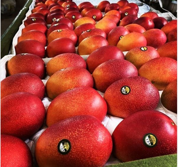 Indian Couple Grows World’s Most Expensive Mango Costing Upto Rs. 2.7 ...