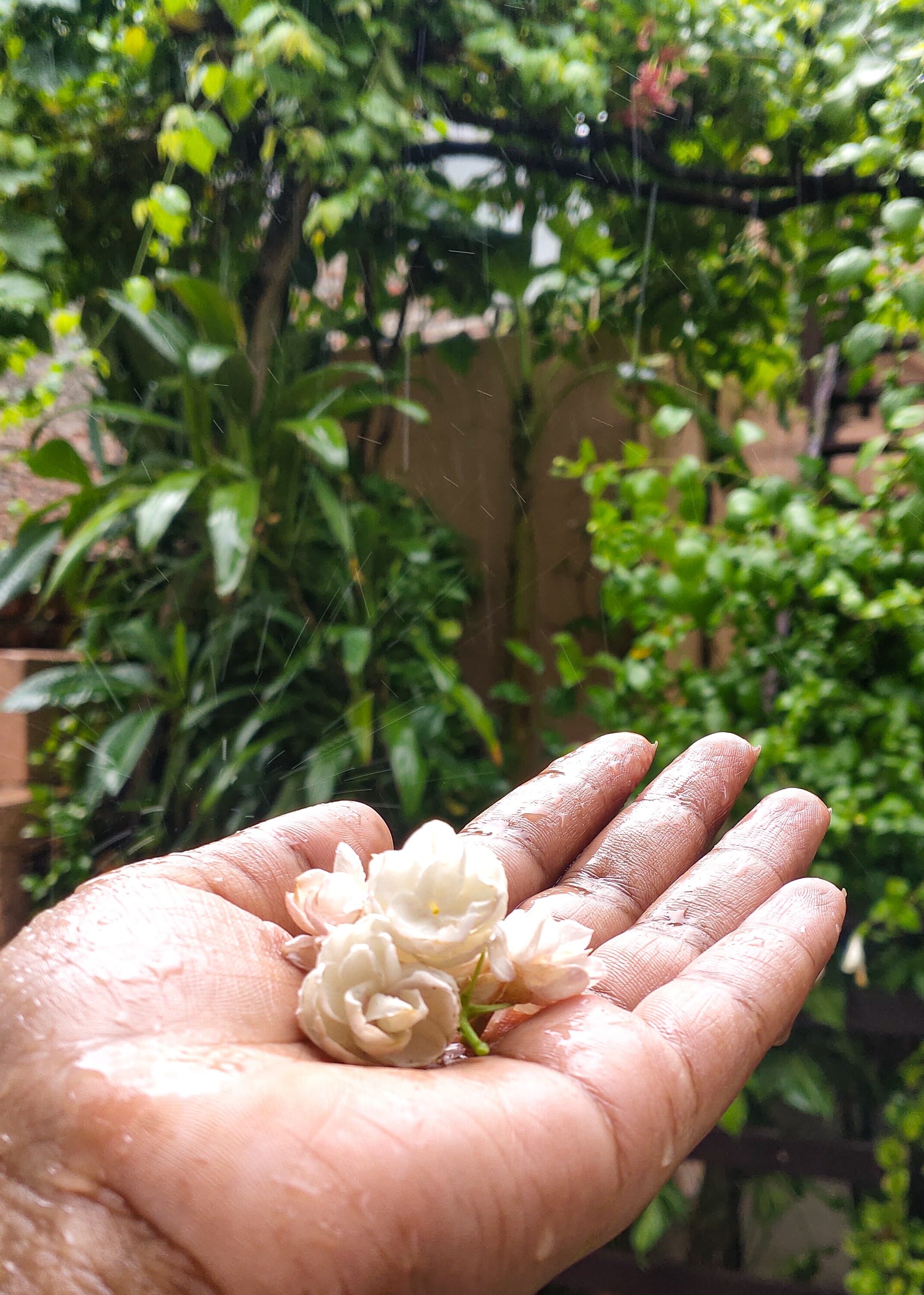 Madurai Malli (Jasmine Flower): History, Importance and Varieties