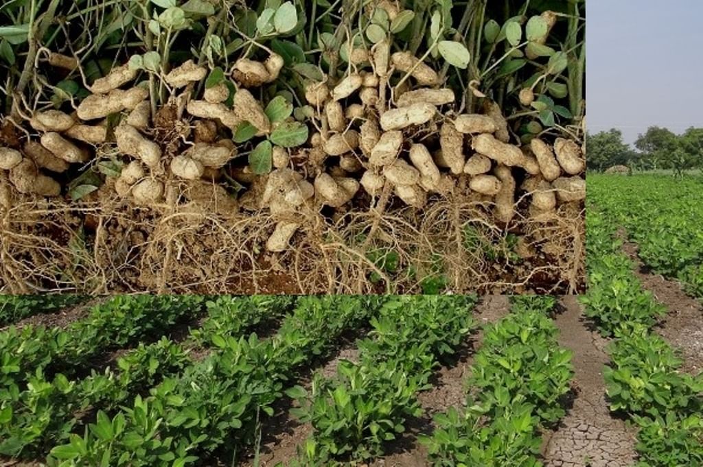 Best Varieties of Groundnut in India