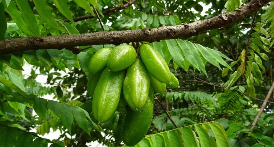 5 Amazing Health Benefits of Bilimbi Fruit