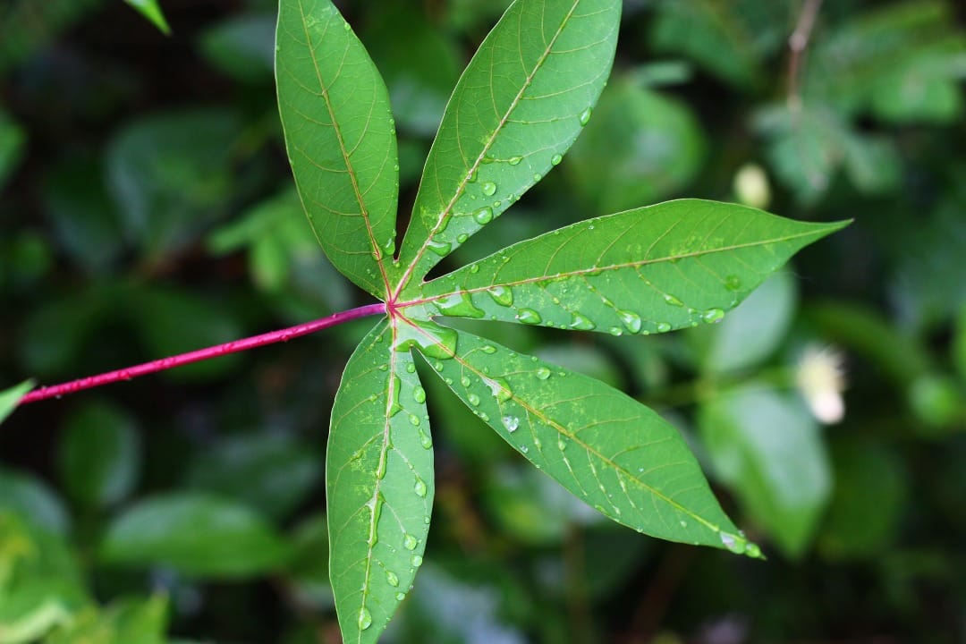 ICAR-CTCRI Develops Bio-Pesticides From Tapioca leaves; Receives Patent Too