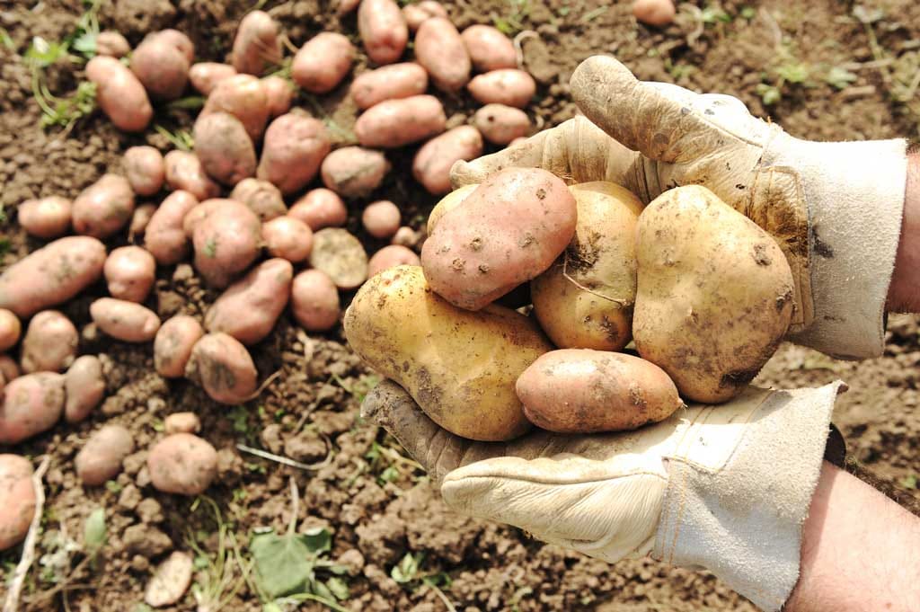 National Potato Day 30th May in Peru