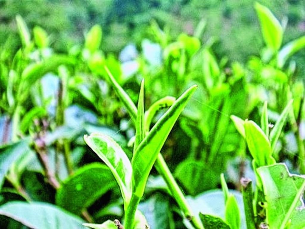 Major Crops Grown in Assam: An overview