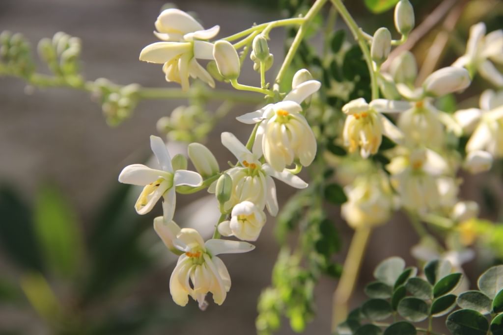 Surprising Health Benefits of Moringa Flowers. Moringa as a Super Food